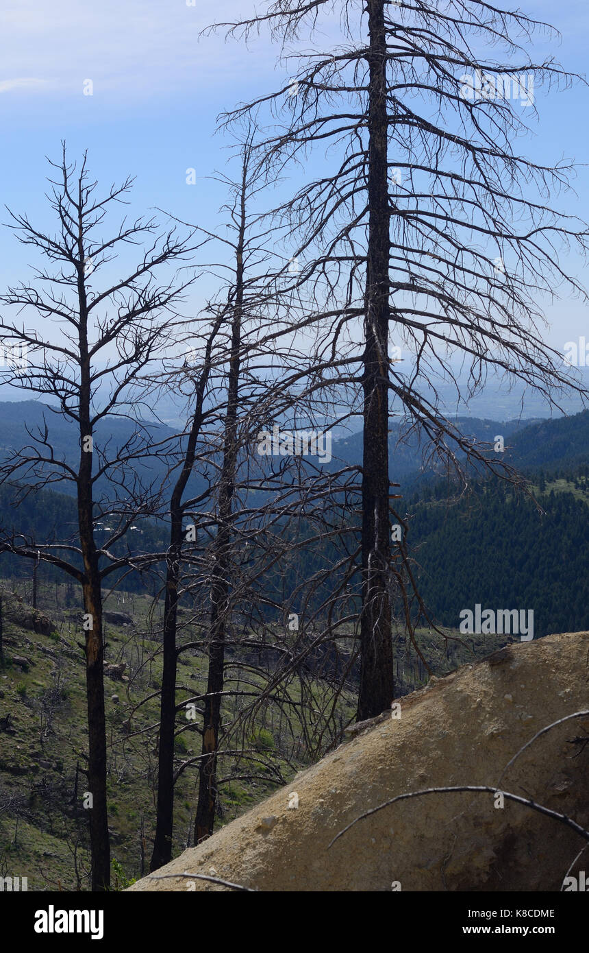 Severn years after the Four-Mile Fire west of Boulder, Colorado, in the ...