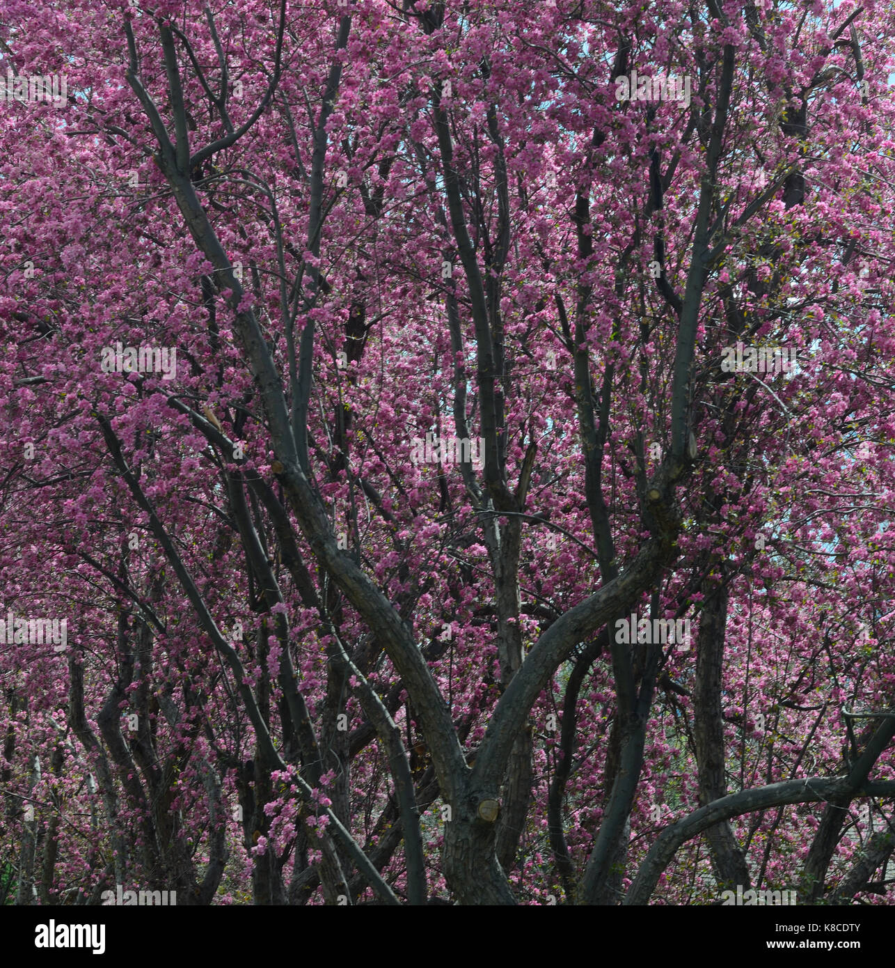 Crabapple tree in full bloom hi-res stock photography and images - Alamy