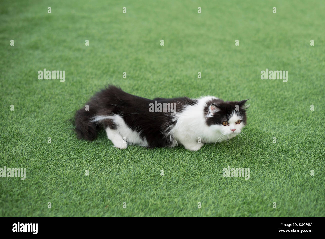 cat on a green grass.Combined breeds of domestic long hair with high ...