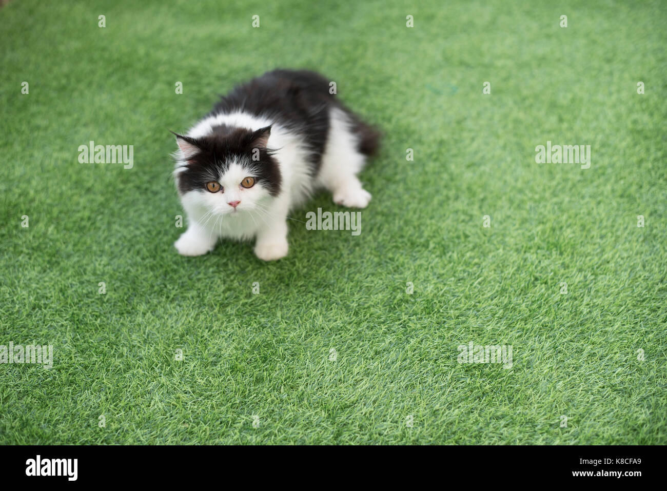 cat on a green grass.Combined breeds of domestic long hair with high ...