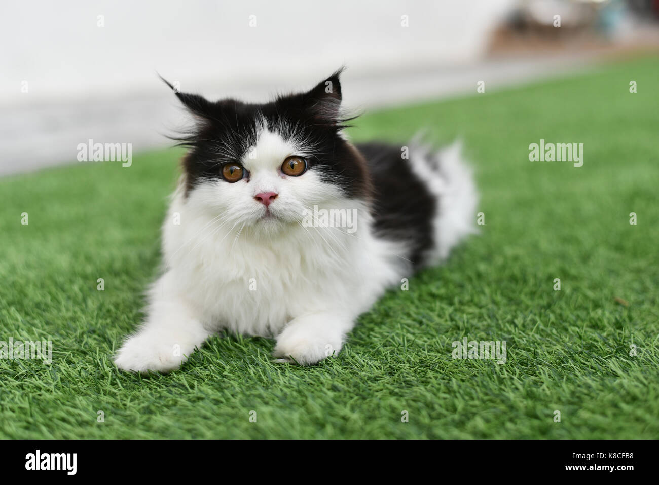 cat on a green grass.Combined breeds of domestic long hair with high ...