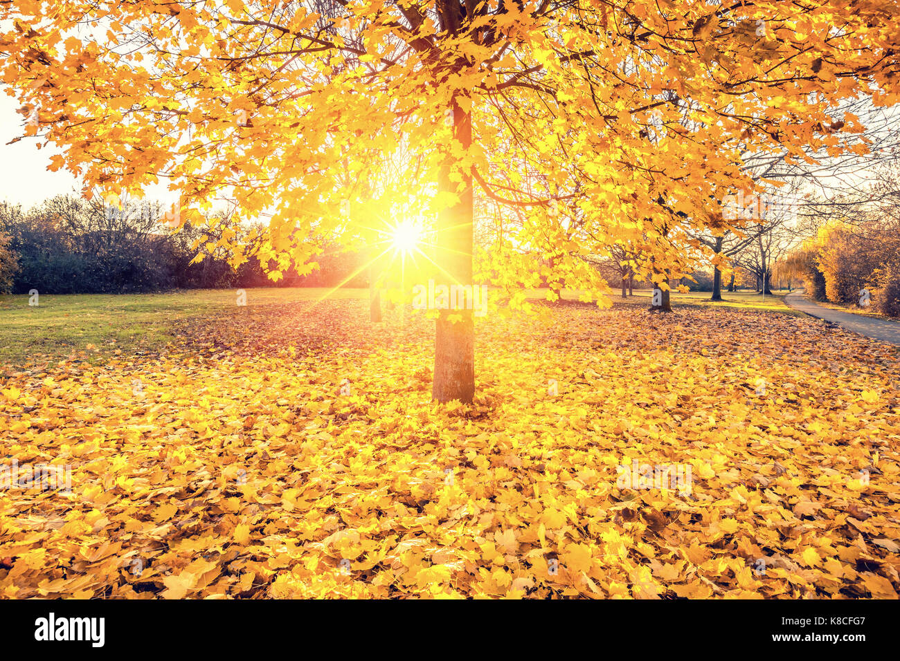 Sunny autumn foliage Stock Photo - Alamy
