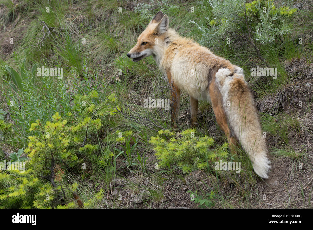 Red fox bushy tail photo hi-res stock photography and images - Alamy