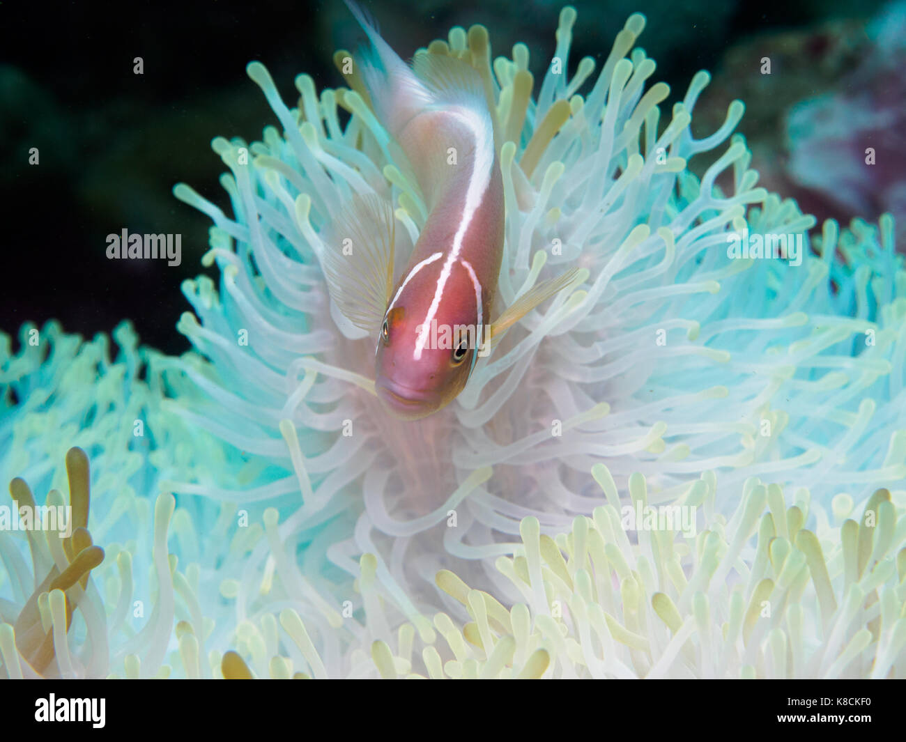 Anemonefish with anemone under water, Philippines Stock Photo - Alamy