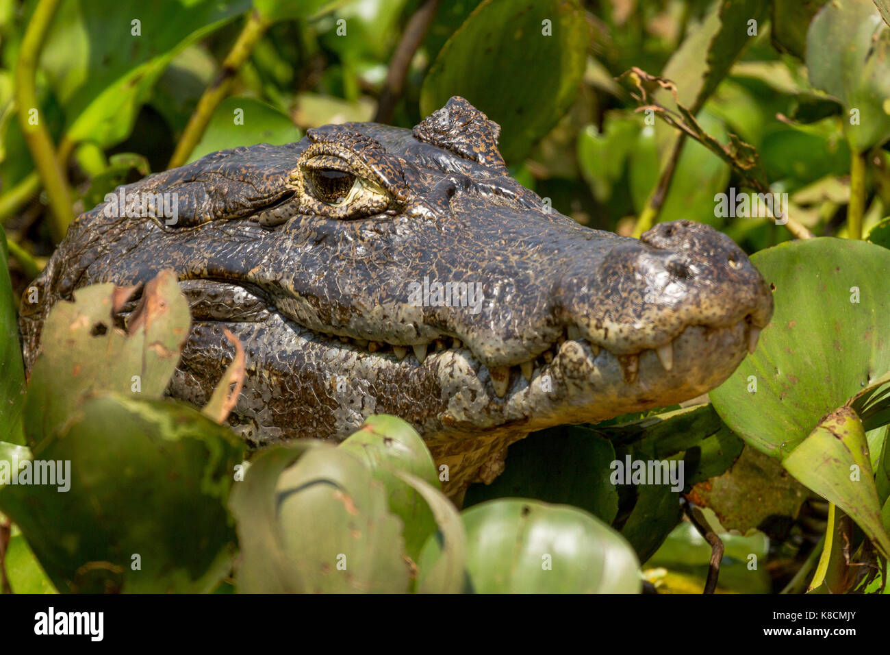 Brazilian Pantanal - Caiman Stock Photo - Alamy