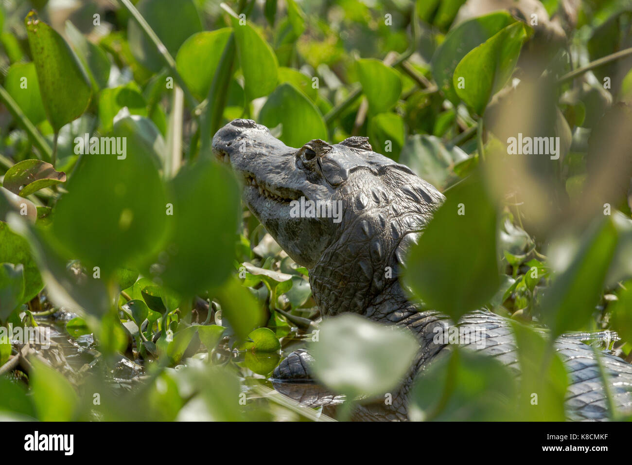 Brazilian Pantanal - Caiman Stock Photo - Alamy