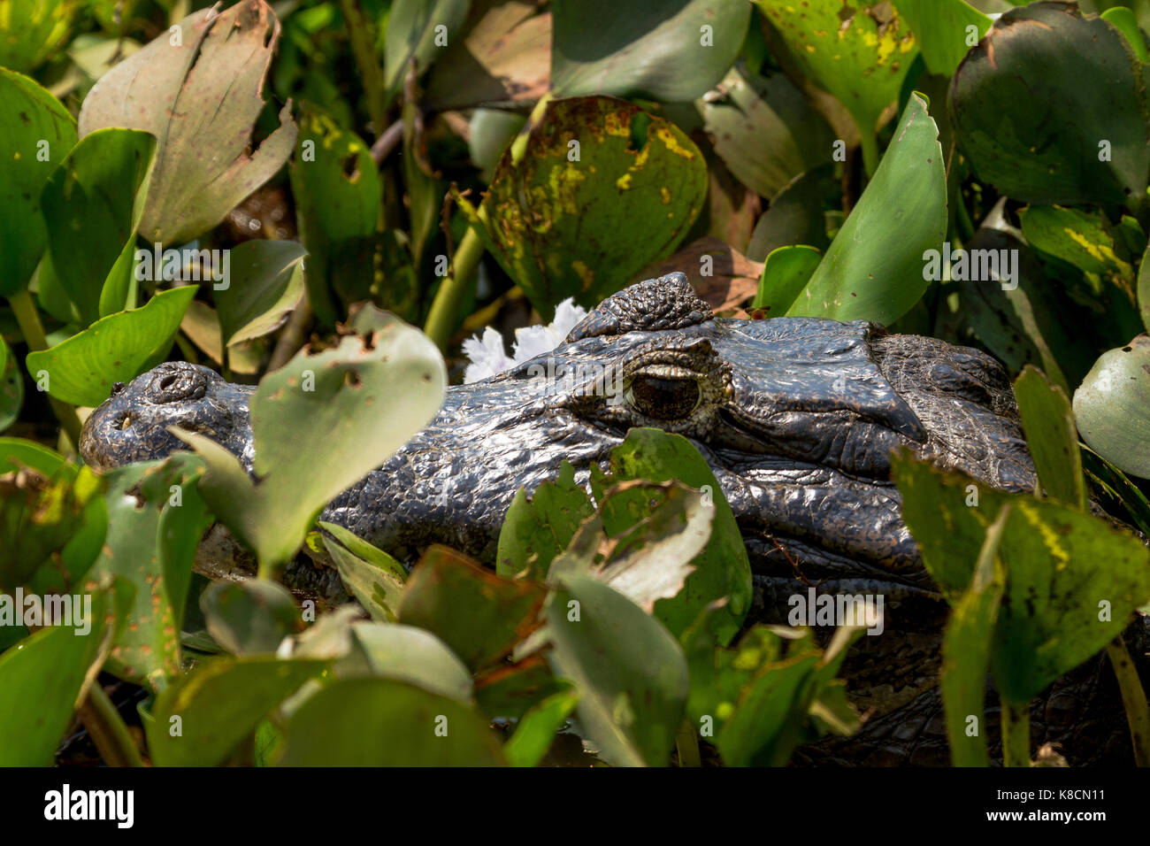 Brazilian Pantanal - Caiman Stock Photo - Alamy