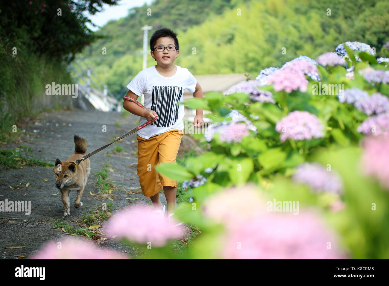 Boy with Shiba Inu Stock Photo - Alamy