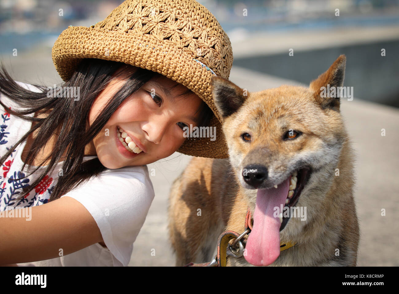 Female shiba inu hi-res stock photography and images - Alamy