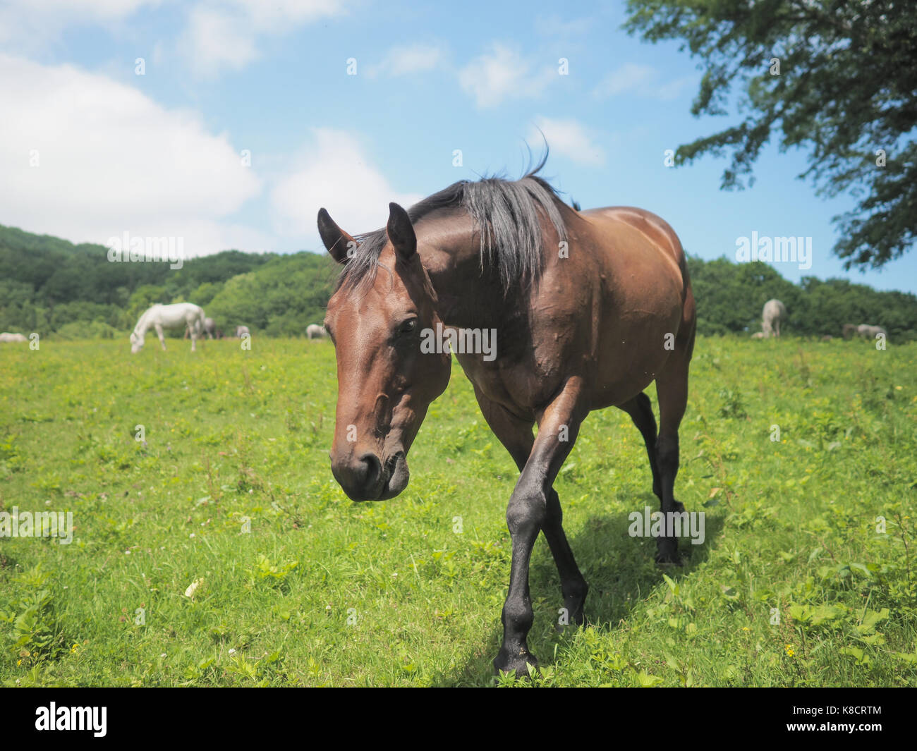 Dosanko horse hi-res stock photography and images - Alamy