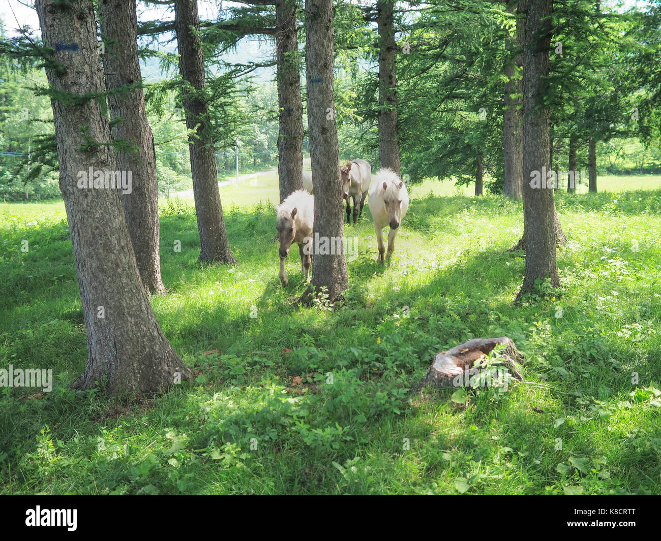 Dosanko Horse in Forest Stock Photo - Alamy