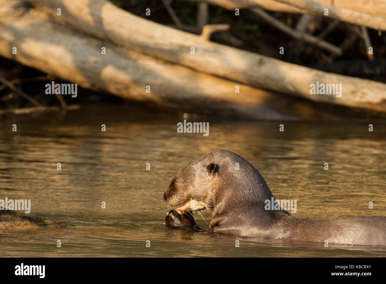 Brazilian Pantanal - Giant Otter Stock Photo - Alamy