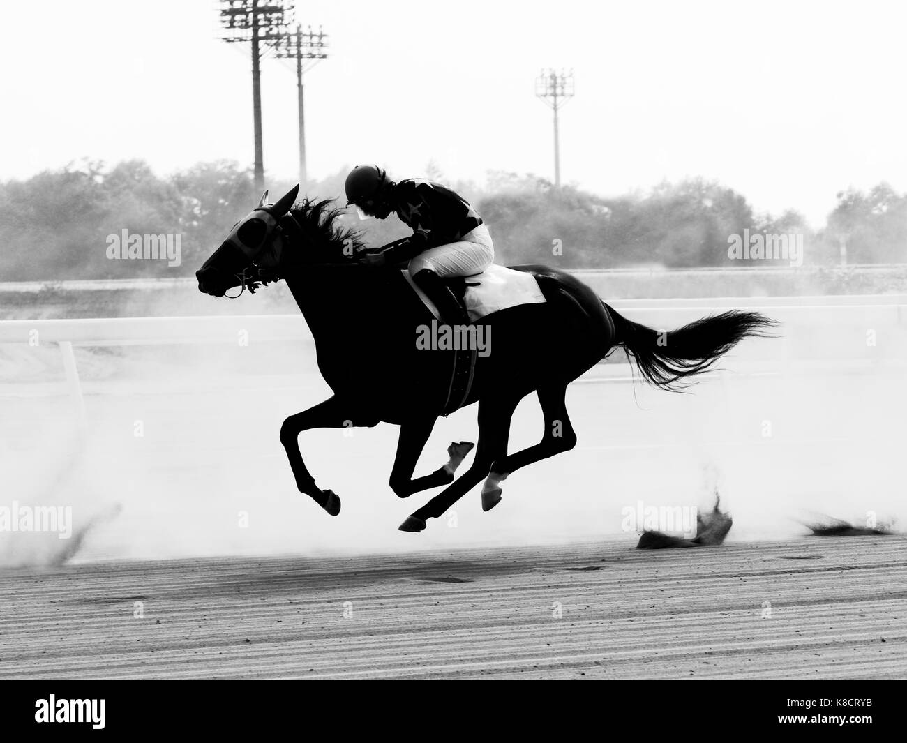 Monotone horse hi-res stock photography and images - Alamy