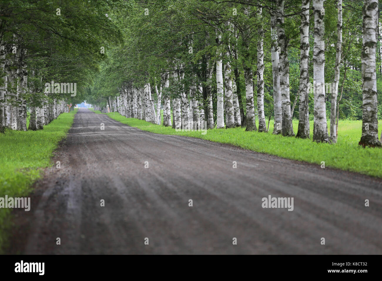 Birch cho hi-res stock photography and images - Alamy