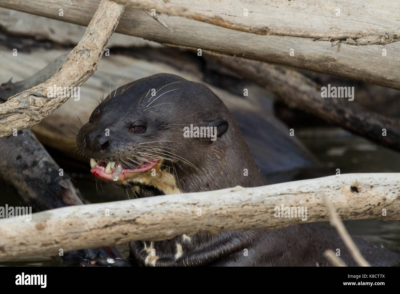 Brazilian Pantanal - Giant Otter Stock Photo - Alamy