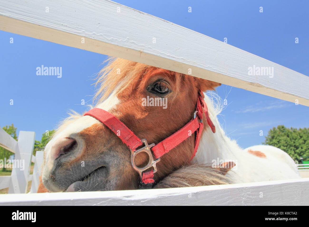 Hokkaido pony hi-res stock photography and images - Alamy