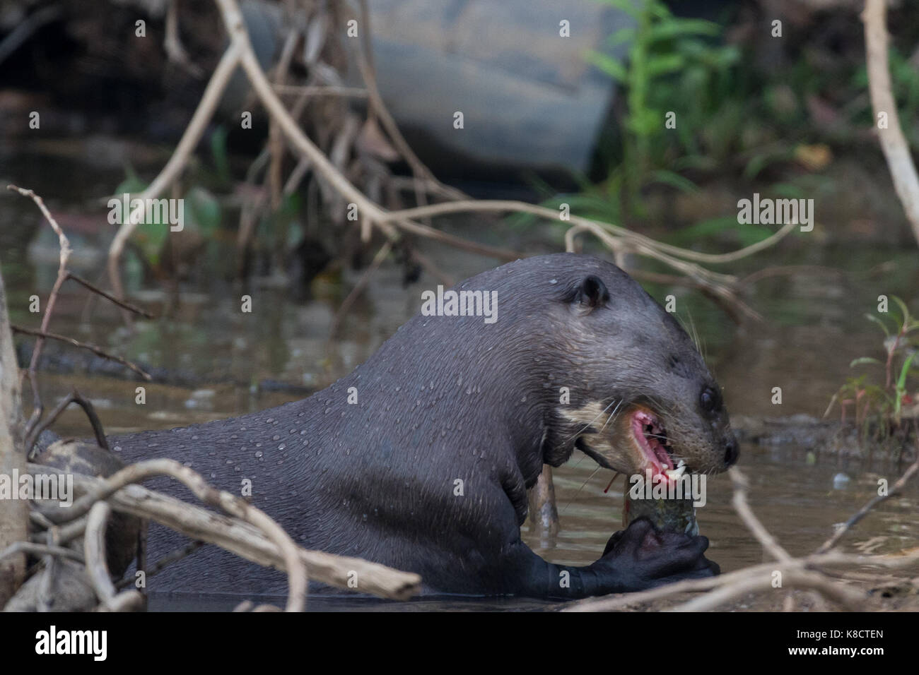 Brazilian Pantanal - Giant Otter Stock Photo - Alamy