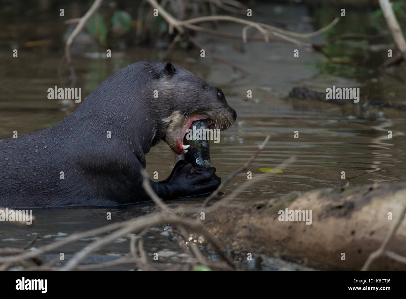 Brazilian Pantanal - Giant Otter Stock Photo - Alamy