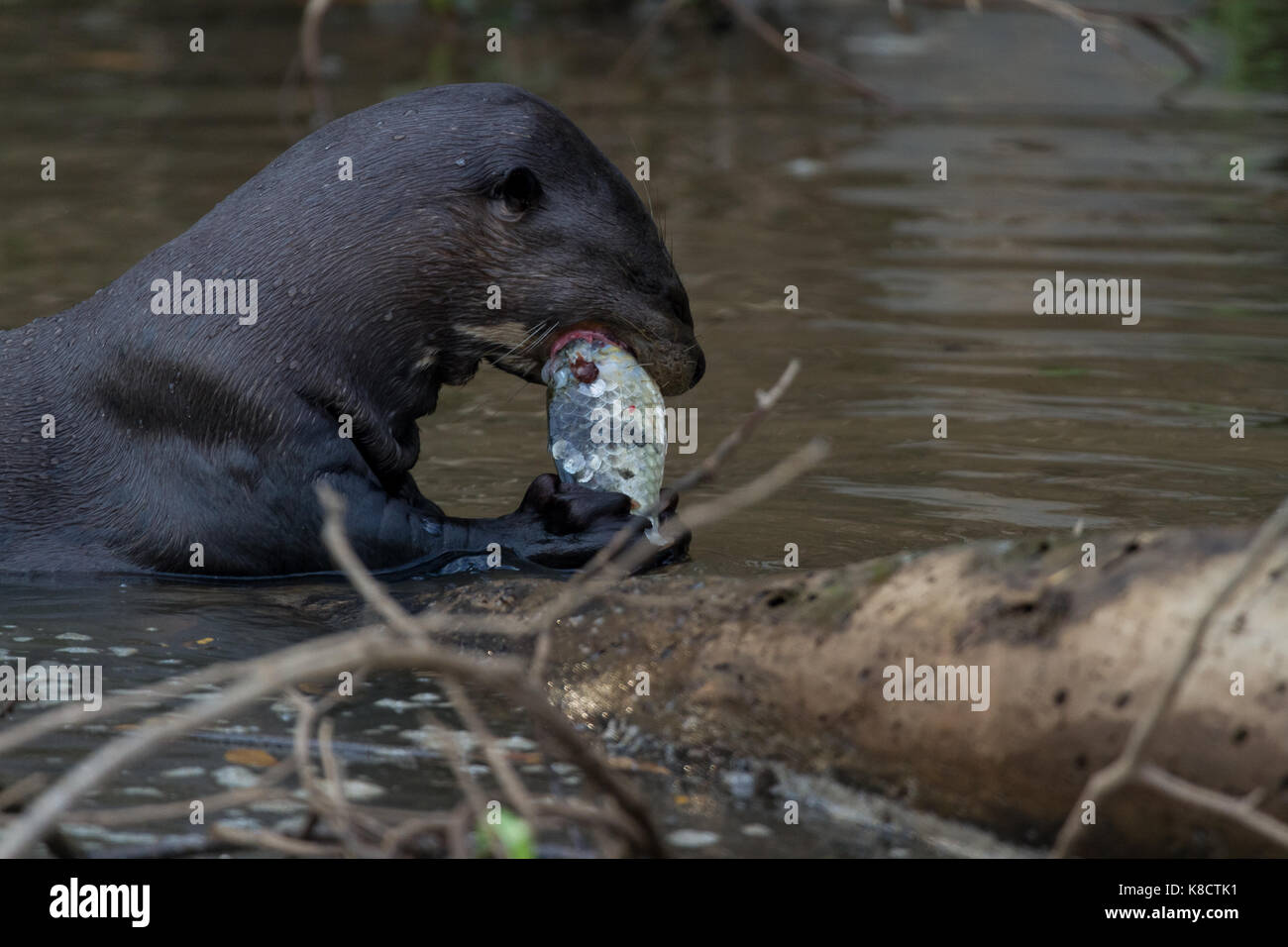 Brazilian Pantanal - Giant Otter Stock Photo - Alamy