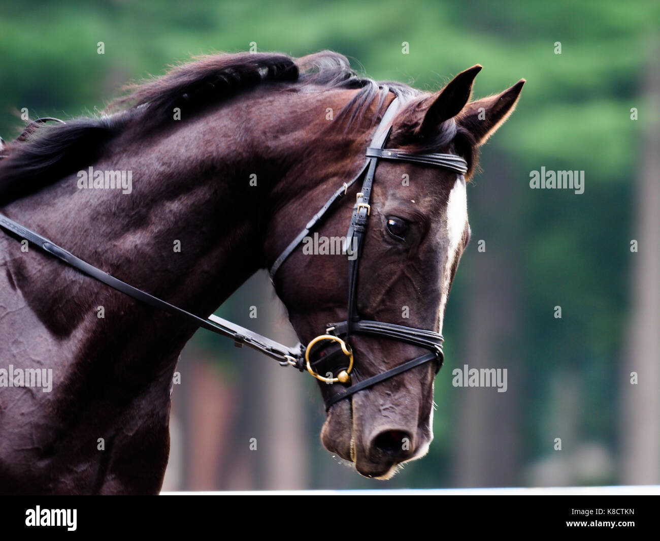 Obstacle race hi-res stock photography and images - Alamy