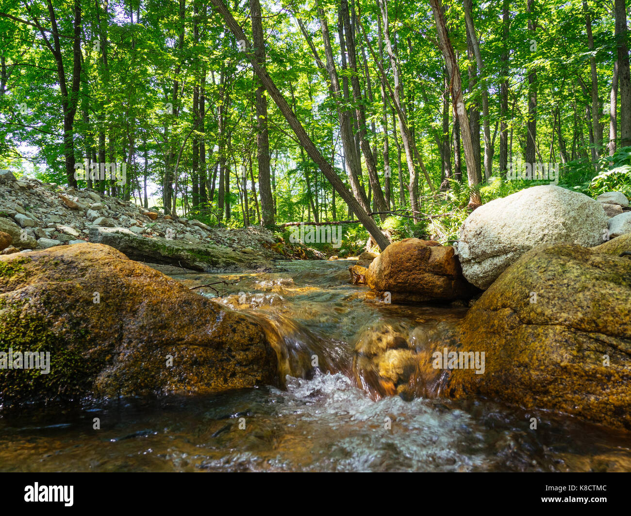 Forest and Stream Stock Photo - Alamy