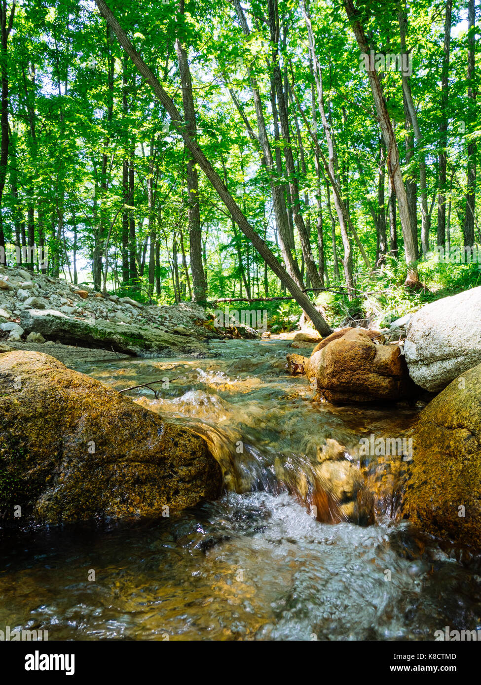 Forest and Stream Stock Photo - Alamy
