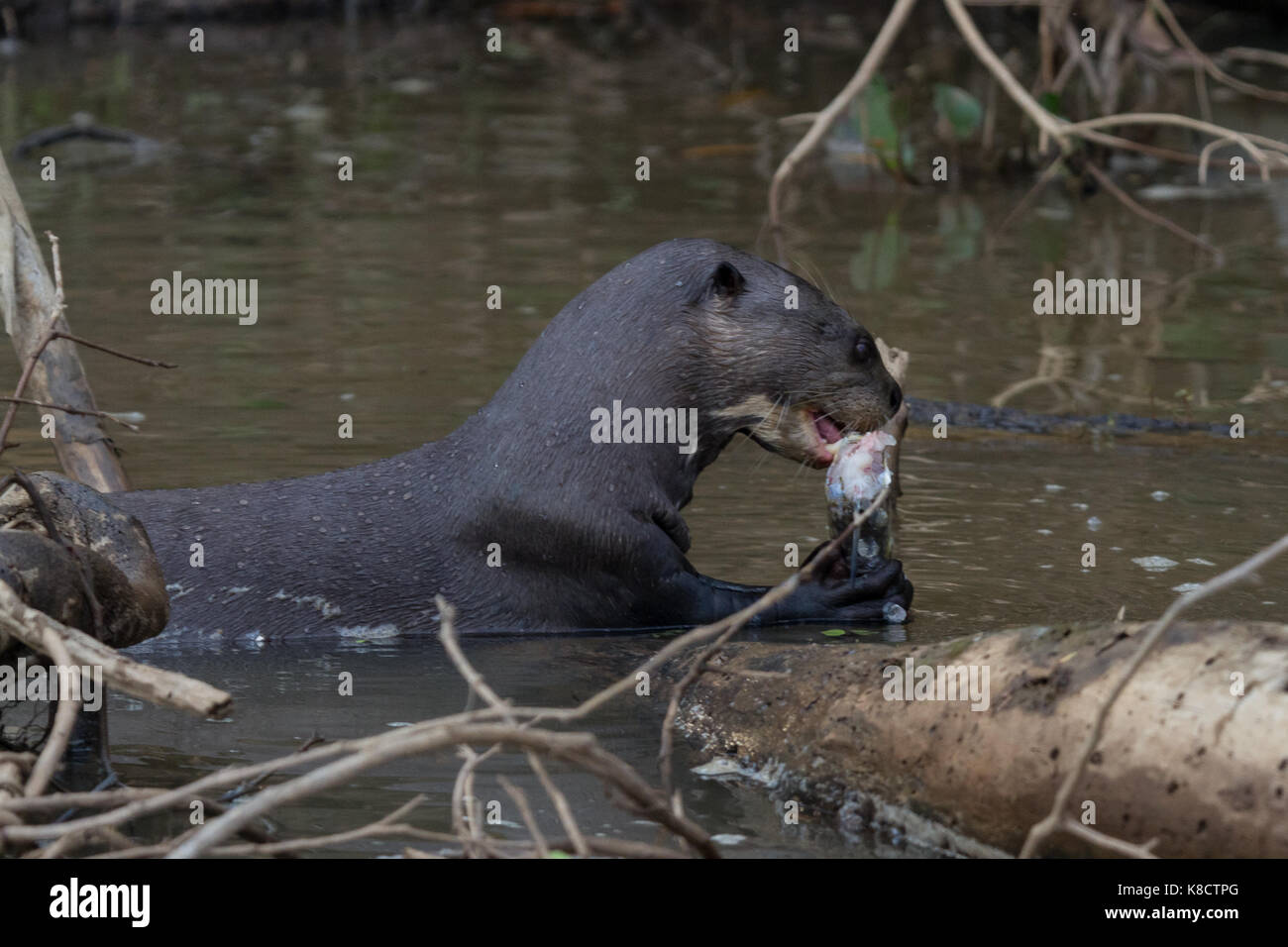 Brazilian Pantanal - Giant Otter Stock Photo - Alamy