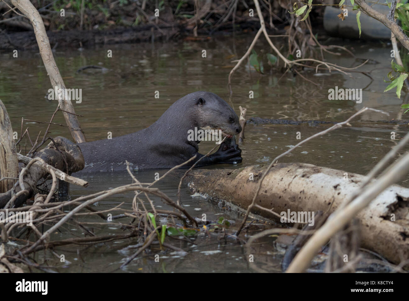 Brazilian Pantanal - Giant Otter Stock Photo - Alamy