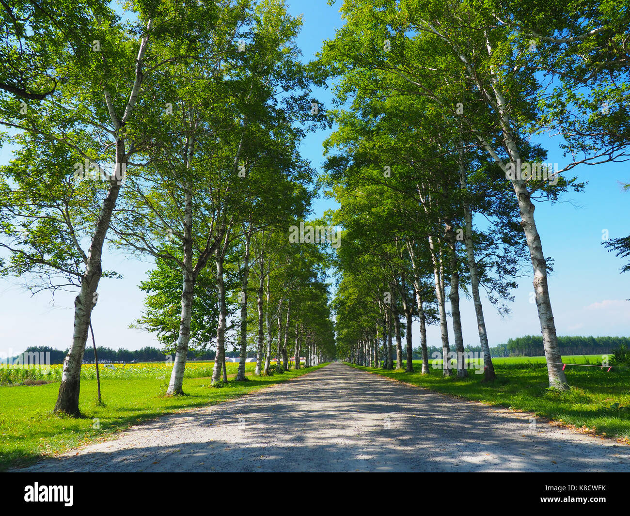 Birch cho hi-res stock photography and images - Alamy