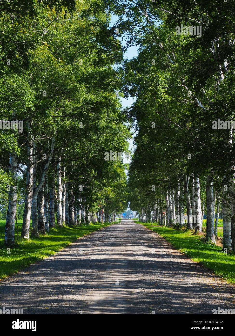 White Birch Treeline Stock Photo - Alamy