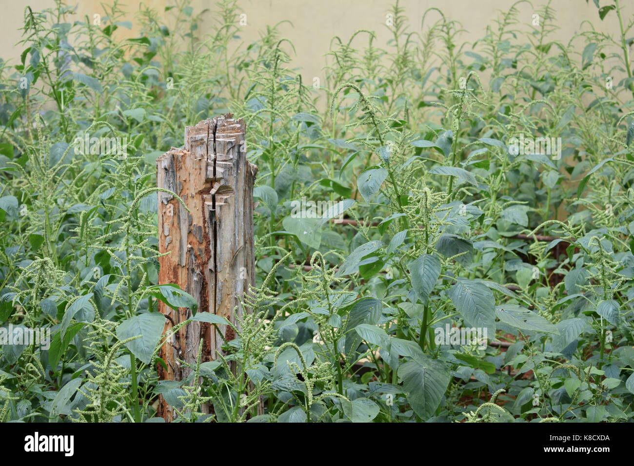 small tree when the other grow up Stock Photo - Alamy