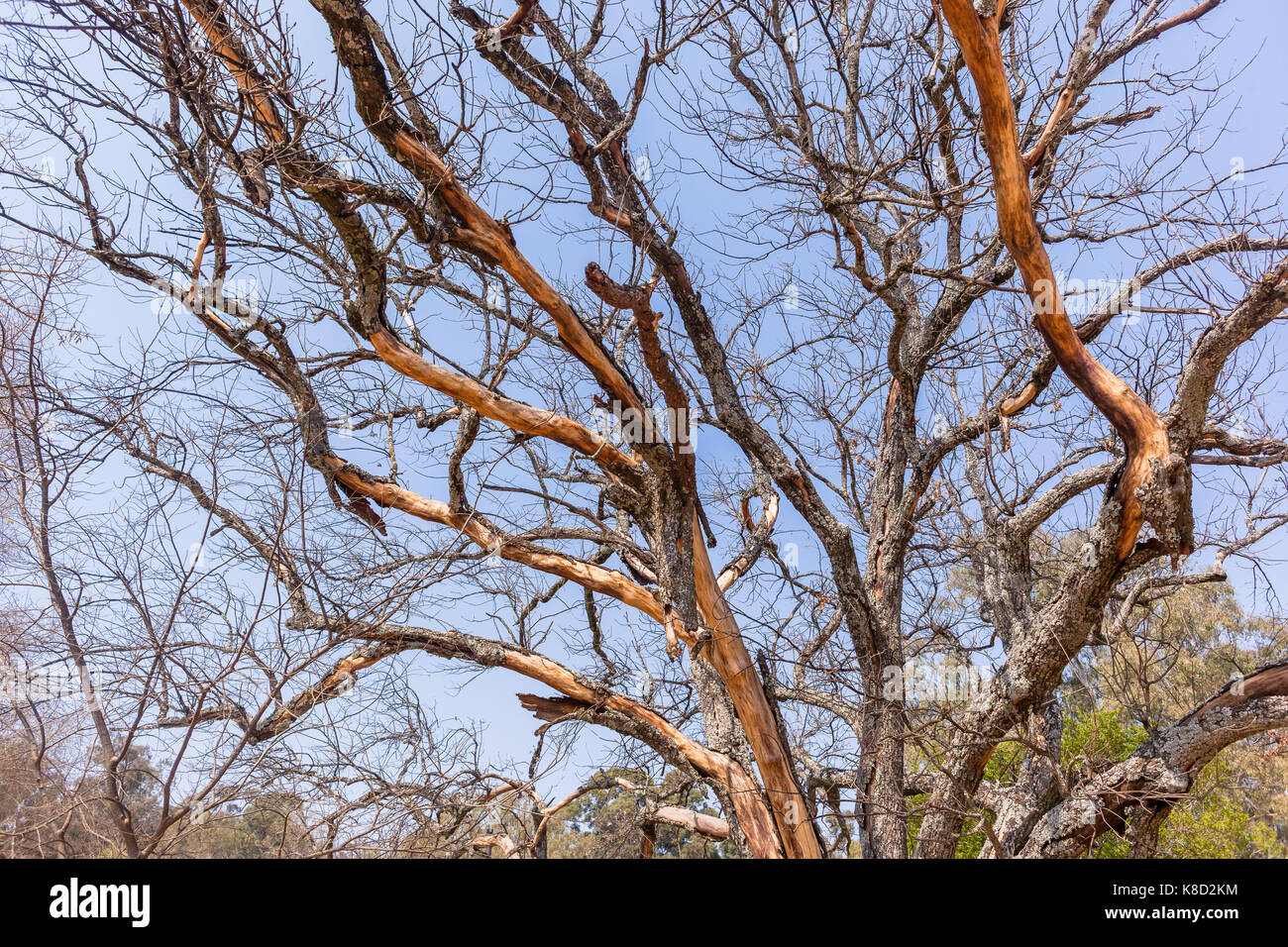 Stripping tree bark hi-res stock photography and images - Alamy