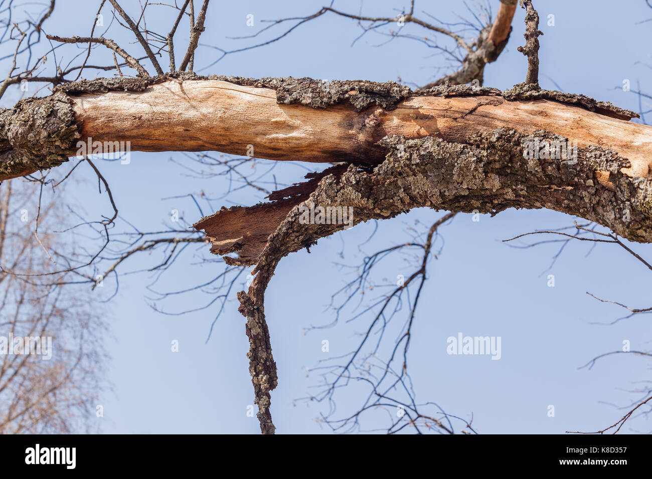 Dry tree bark skin peeling off aged tree closeup textures background ...