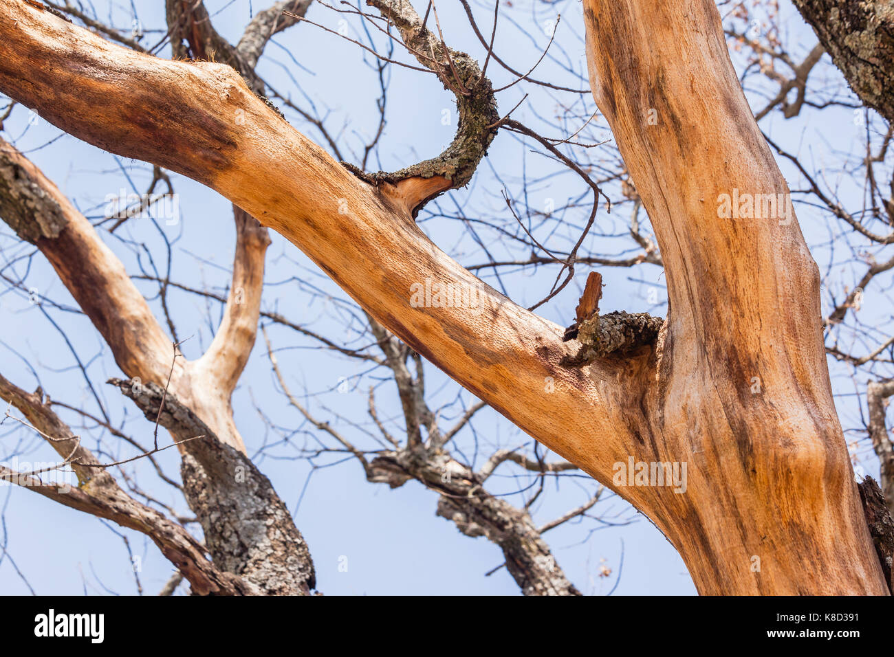 Dry tree bark skin peeling off aged tree closeup textures background ...