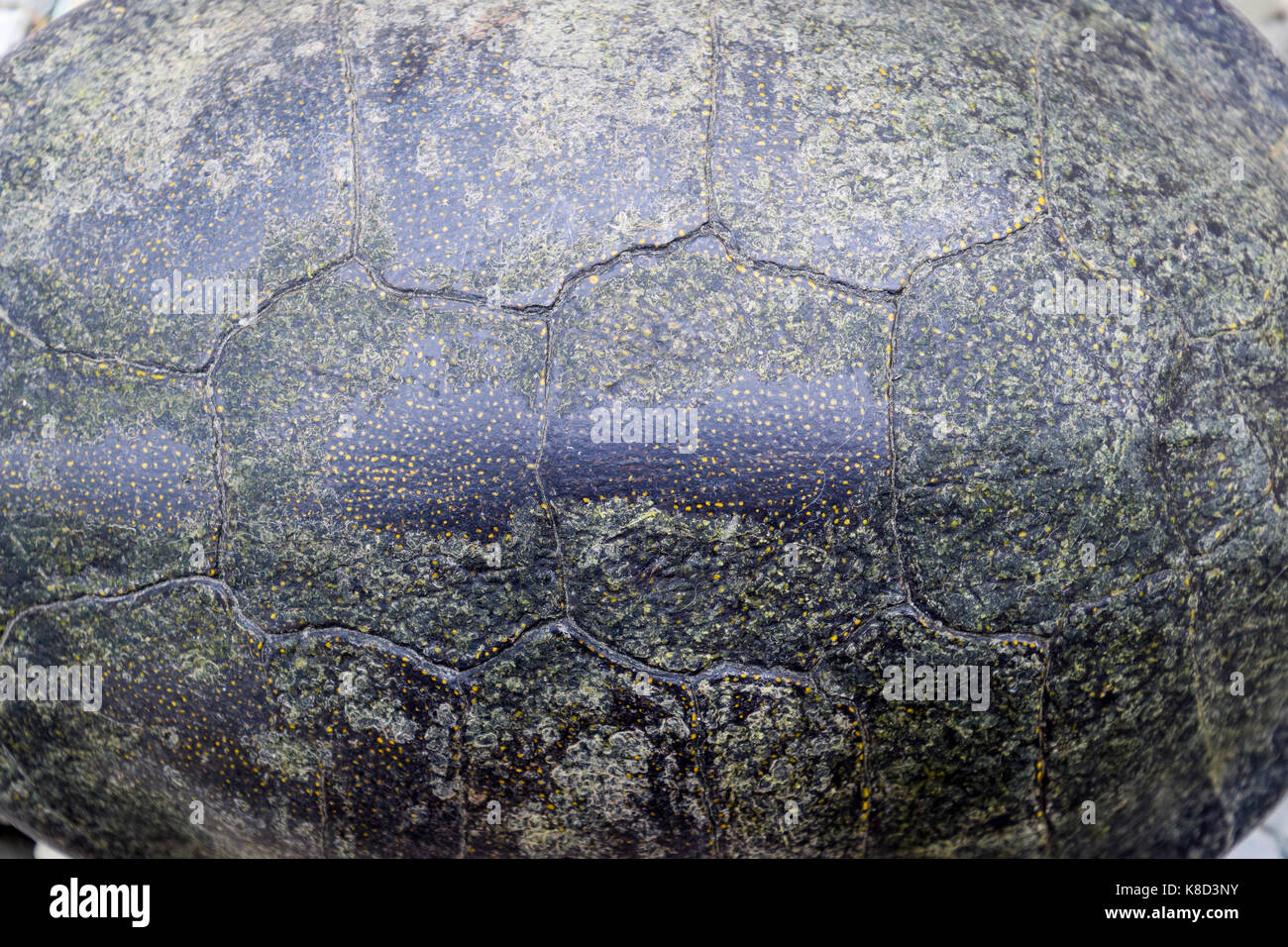 Background texture of tortoise shell. Turtle shell Stock Photo - Alamy