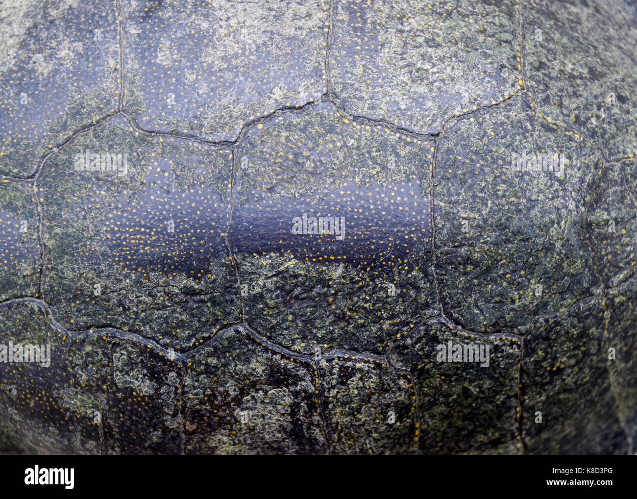 Background texture of tortoise shell. Turtle shell Stock Photo - Alamy