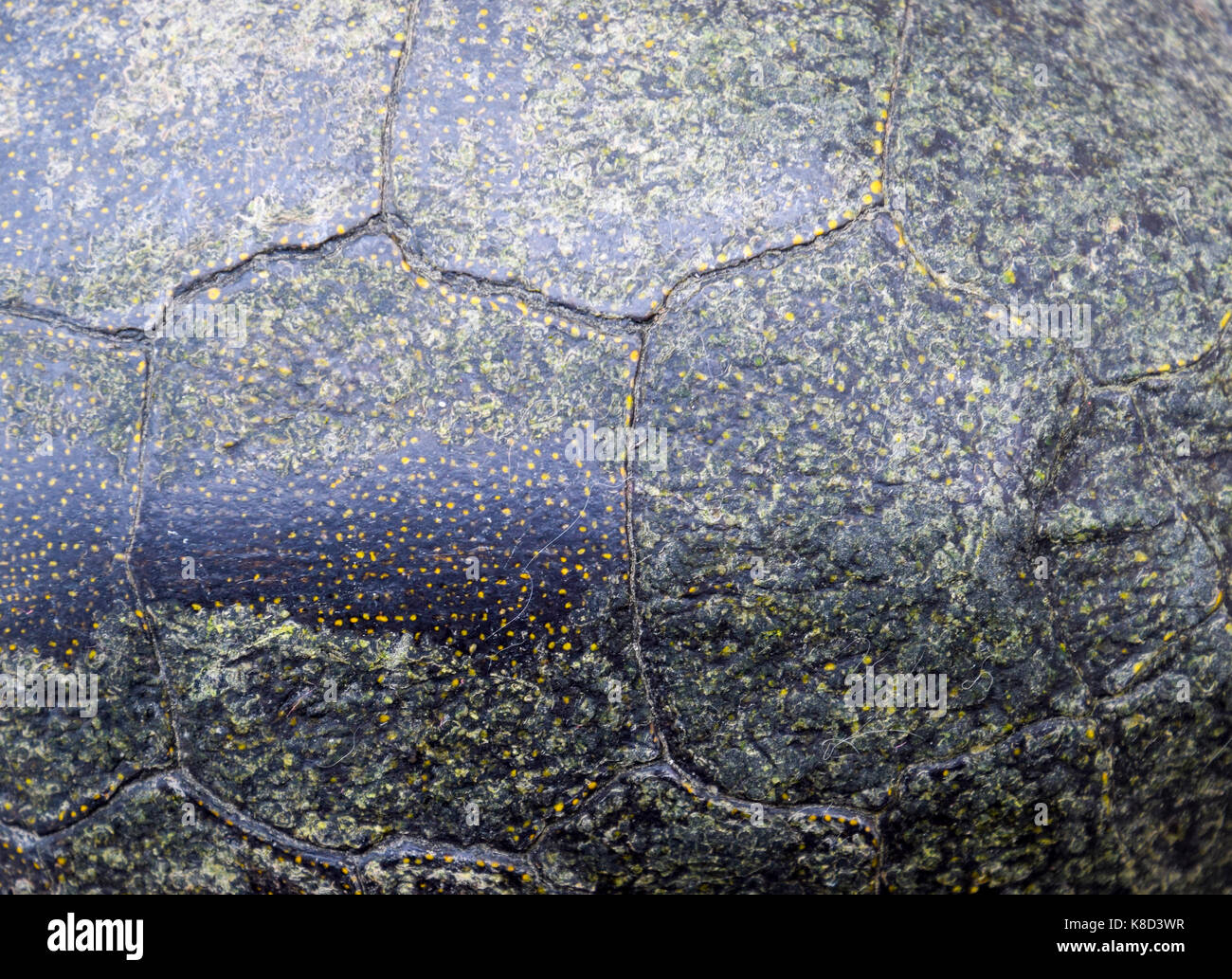 Background texture of tortoise shell. Turtle shell Stock Photo - Alamy