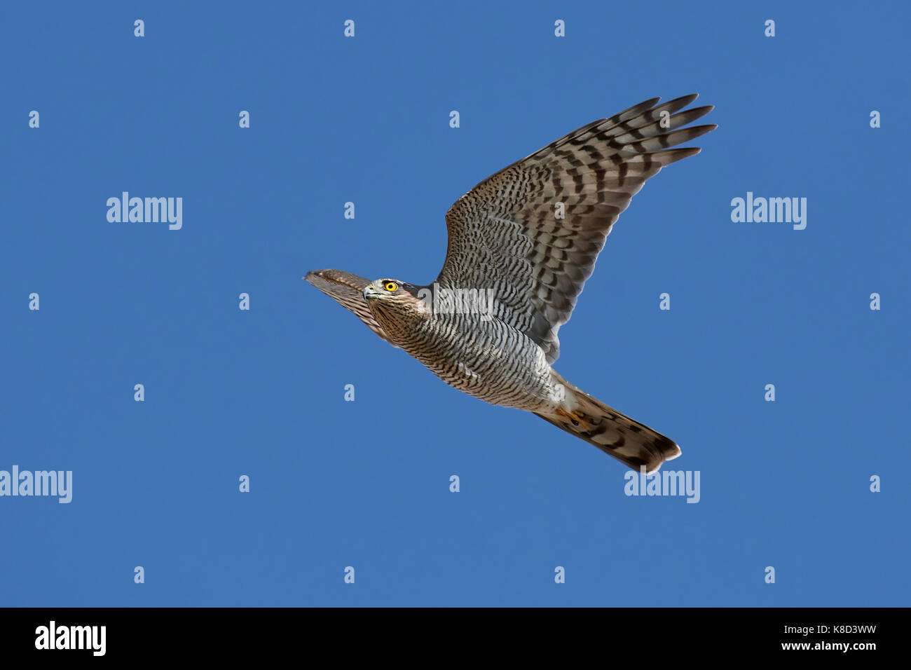 Eurasian sparrowhawk in flight with blue skies in the background Stock ...