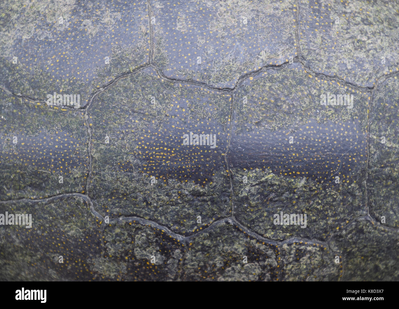 Background texture of tortoise shell. Turtle shell Stock Photo - Alamy