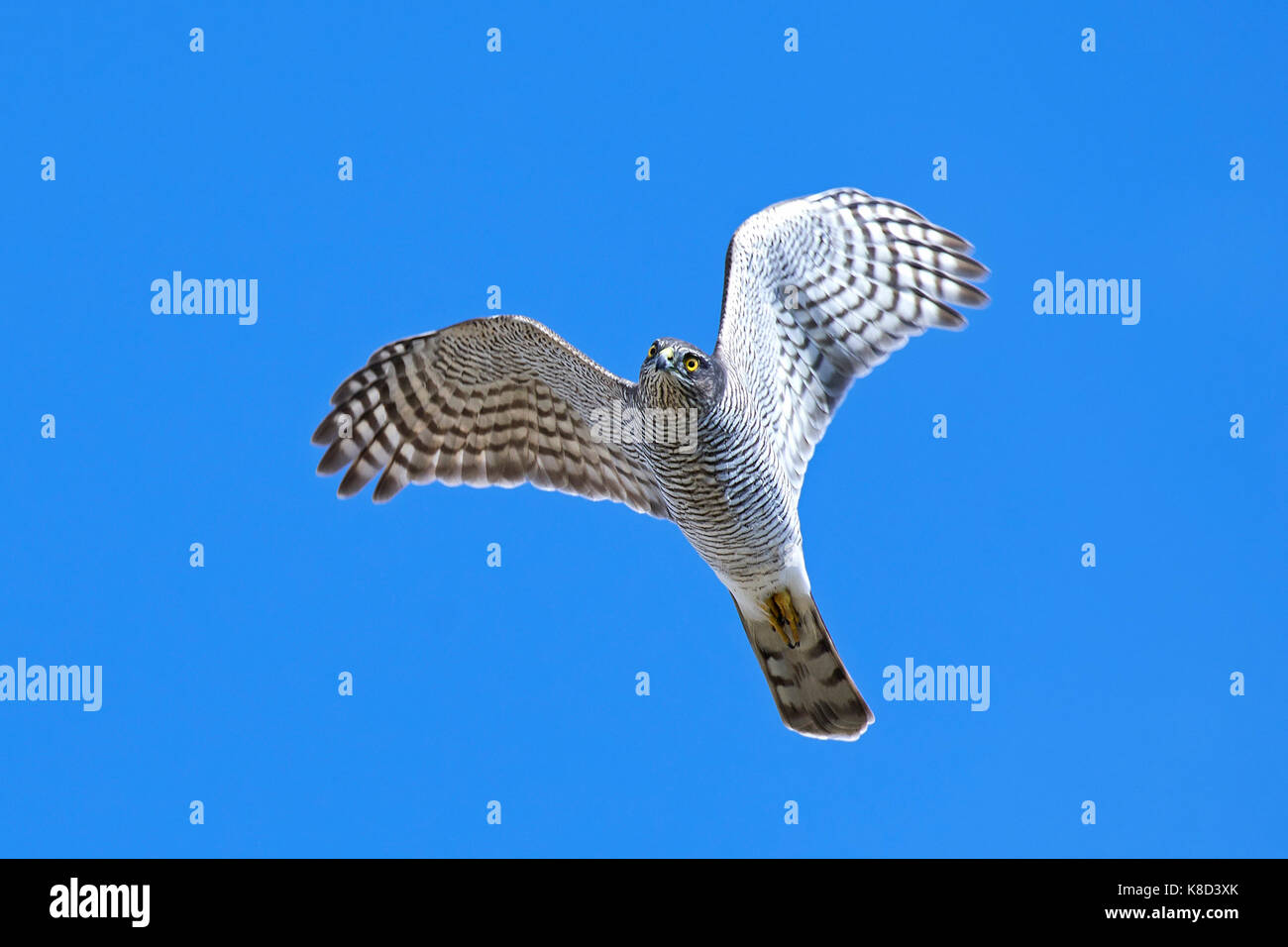Eurasian sparrowhawk in flight with blue skies in the background Stock ...