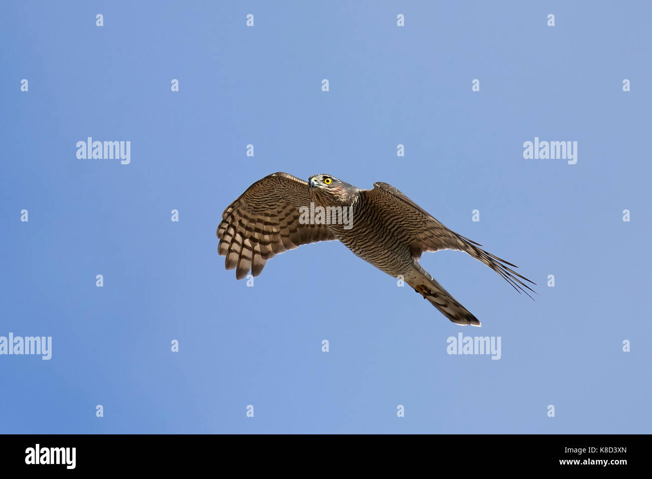 Eurasian sparrowhawk in flight with blue skies in the background Stock ...