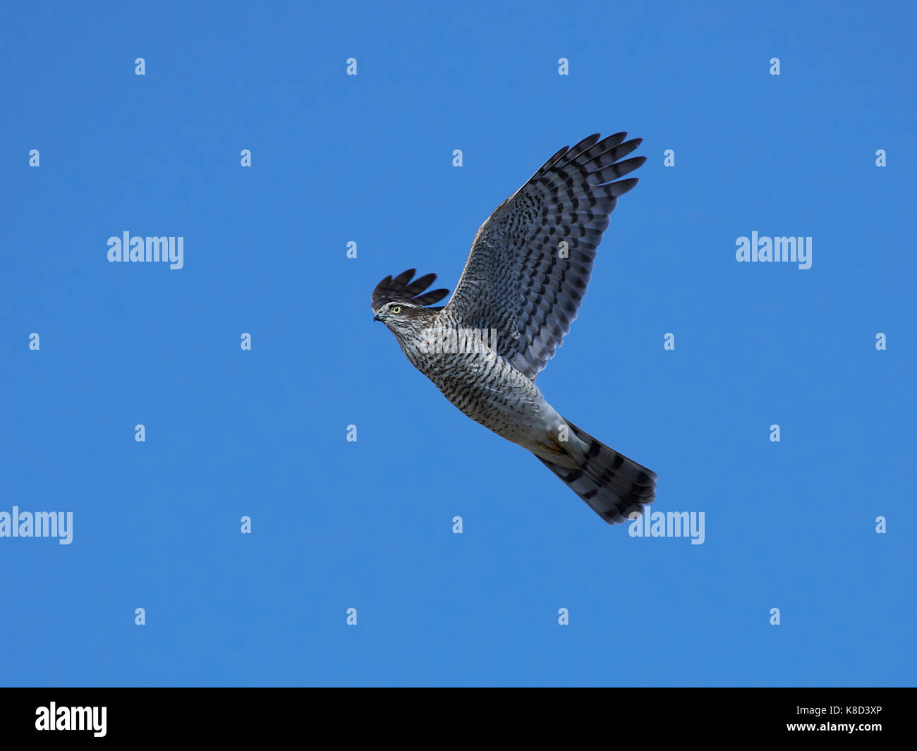 Eurasian sparrowhawk in flight with blue skies in the background Stock ...