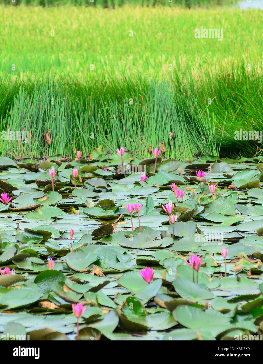 Waterlily flower pond with rice field background at countryside in ...