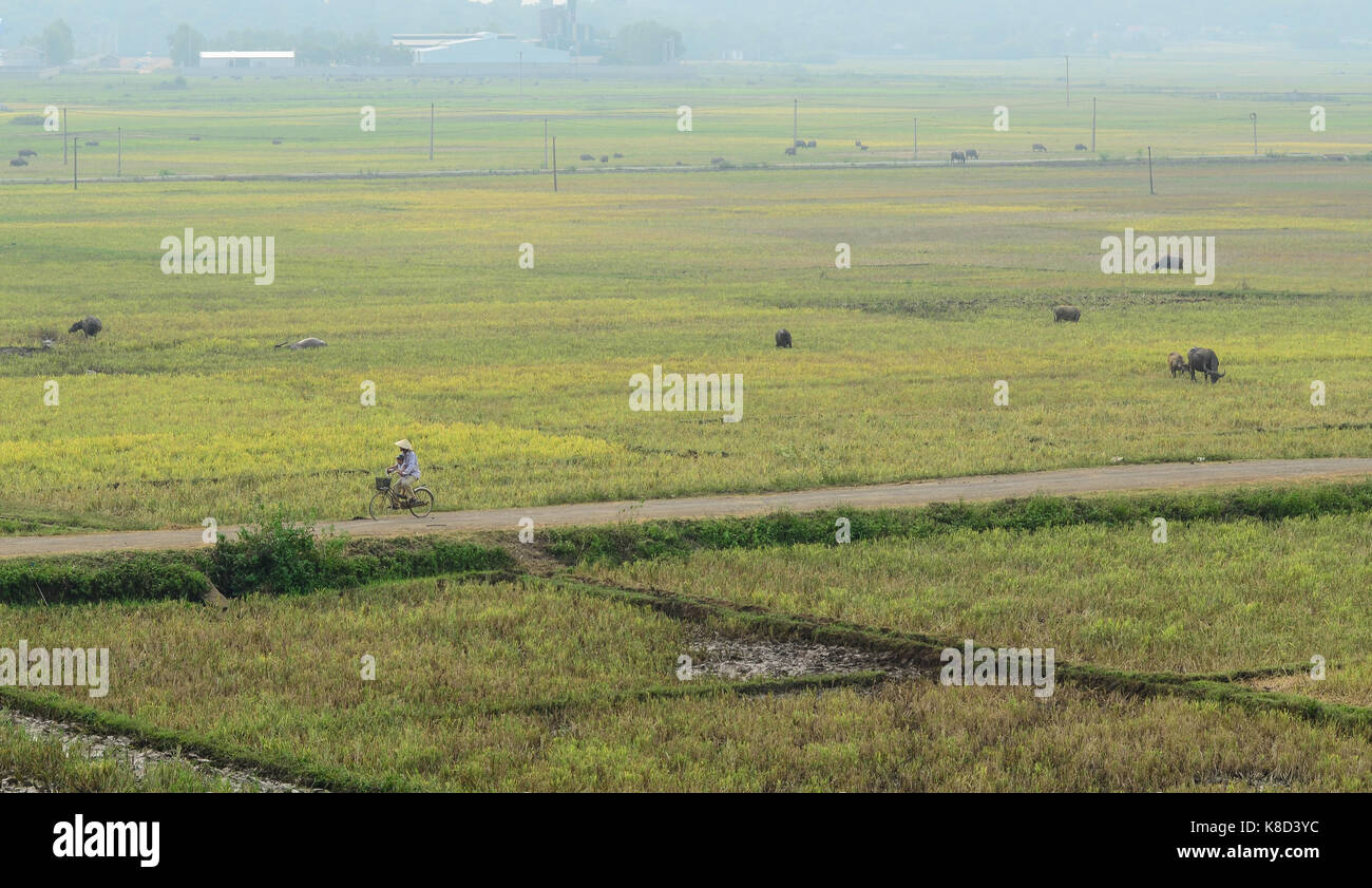Landscape of rice fields in Northern Vietnam. Rice production in the ...