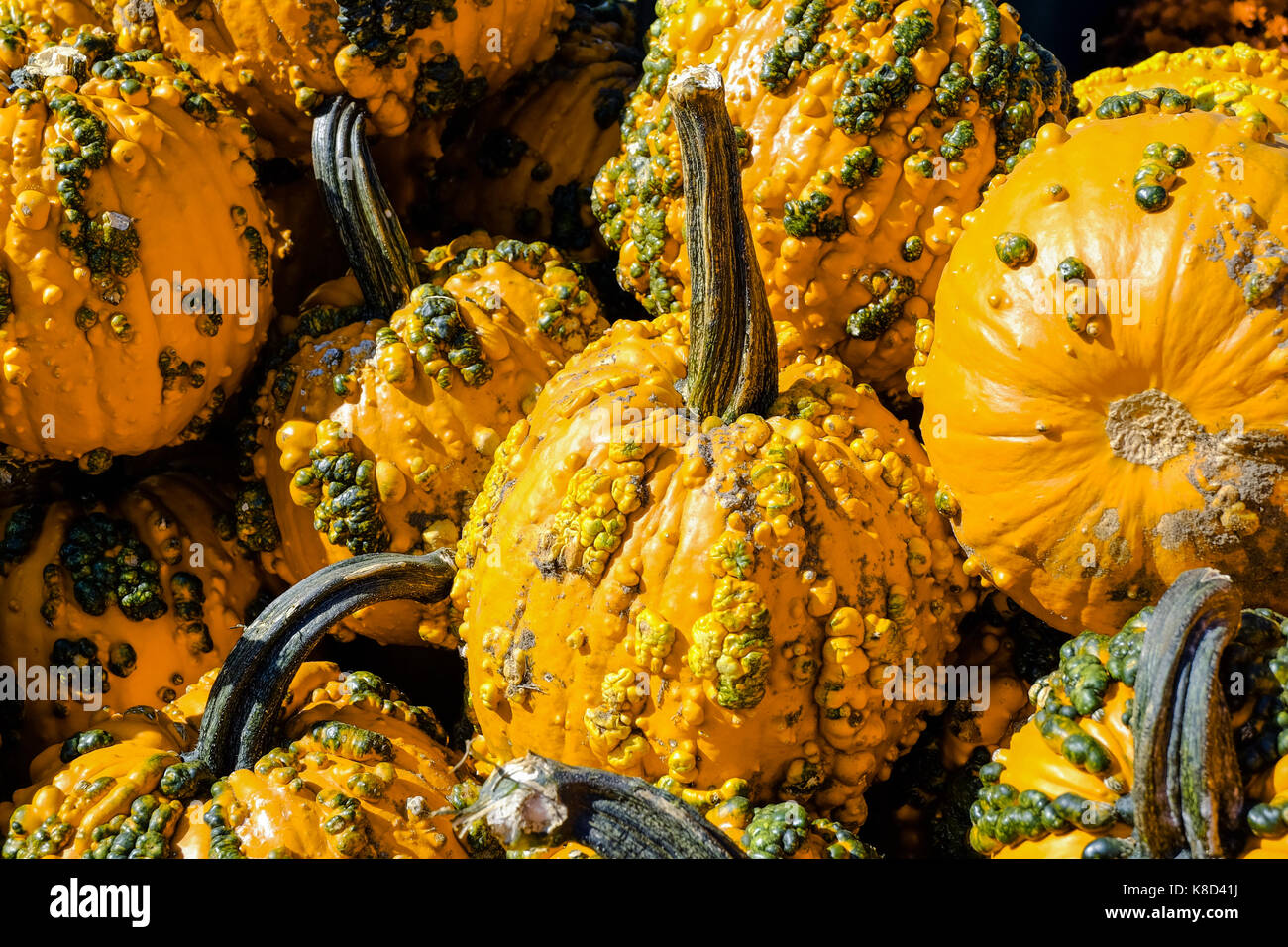 Pile of pumpkins hi-res stock photography and images - Alamy