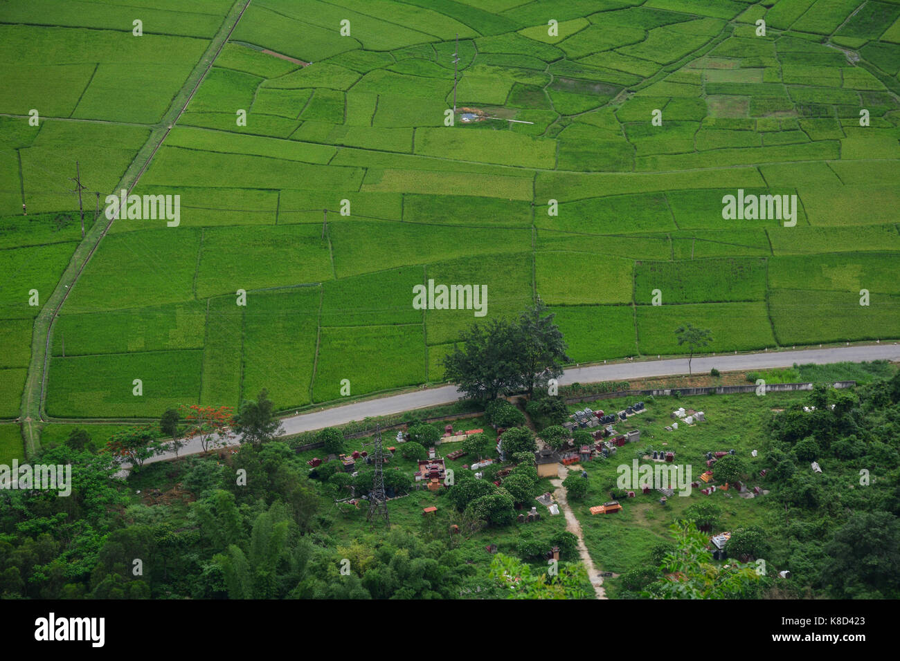 Paddy rice field in Northern Vietnam. Rice production in Vietnam in the ...
