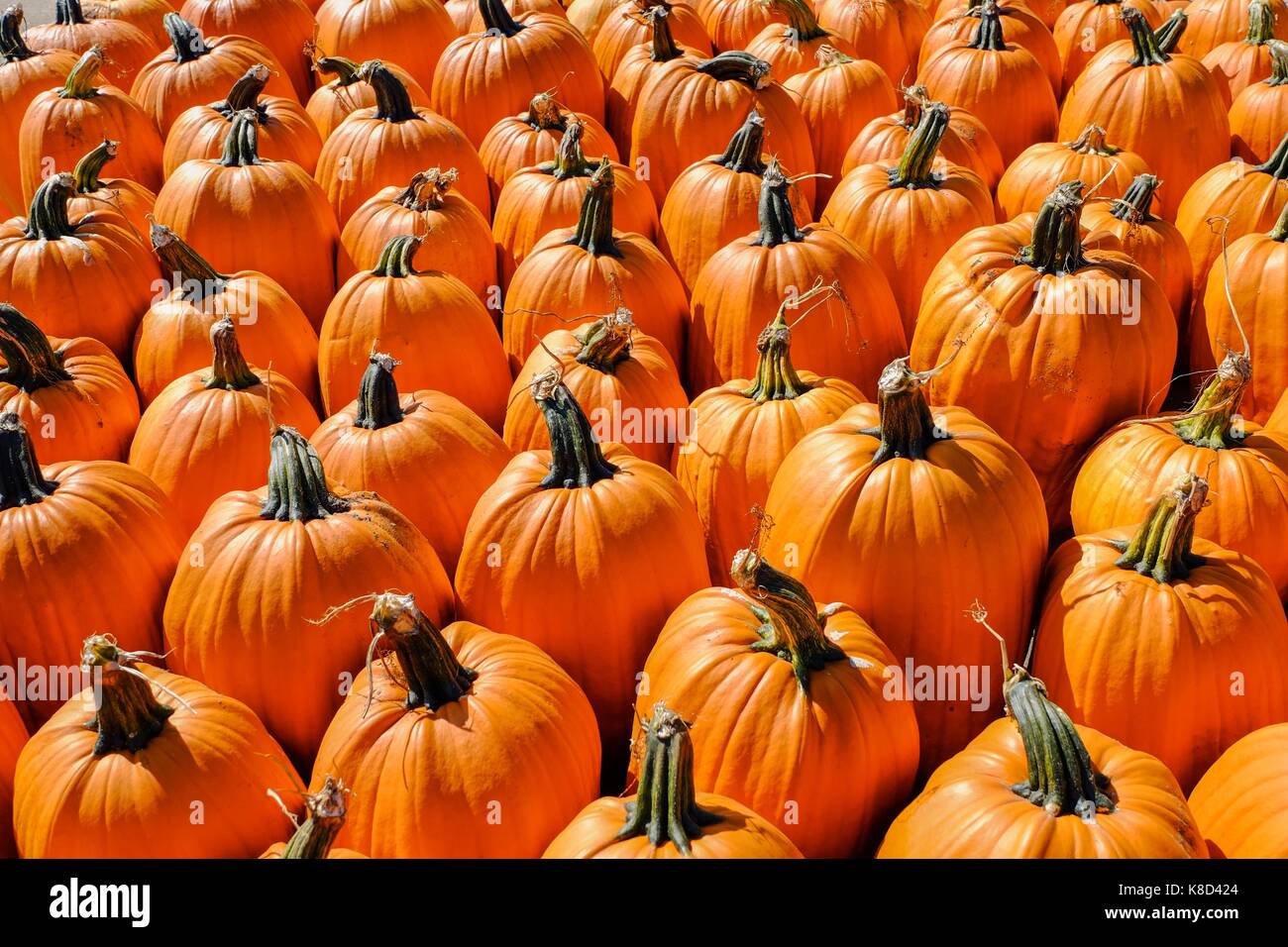 Pumpkin hi-res stock photography and images - Alamy