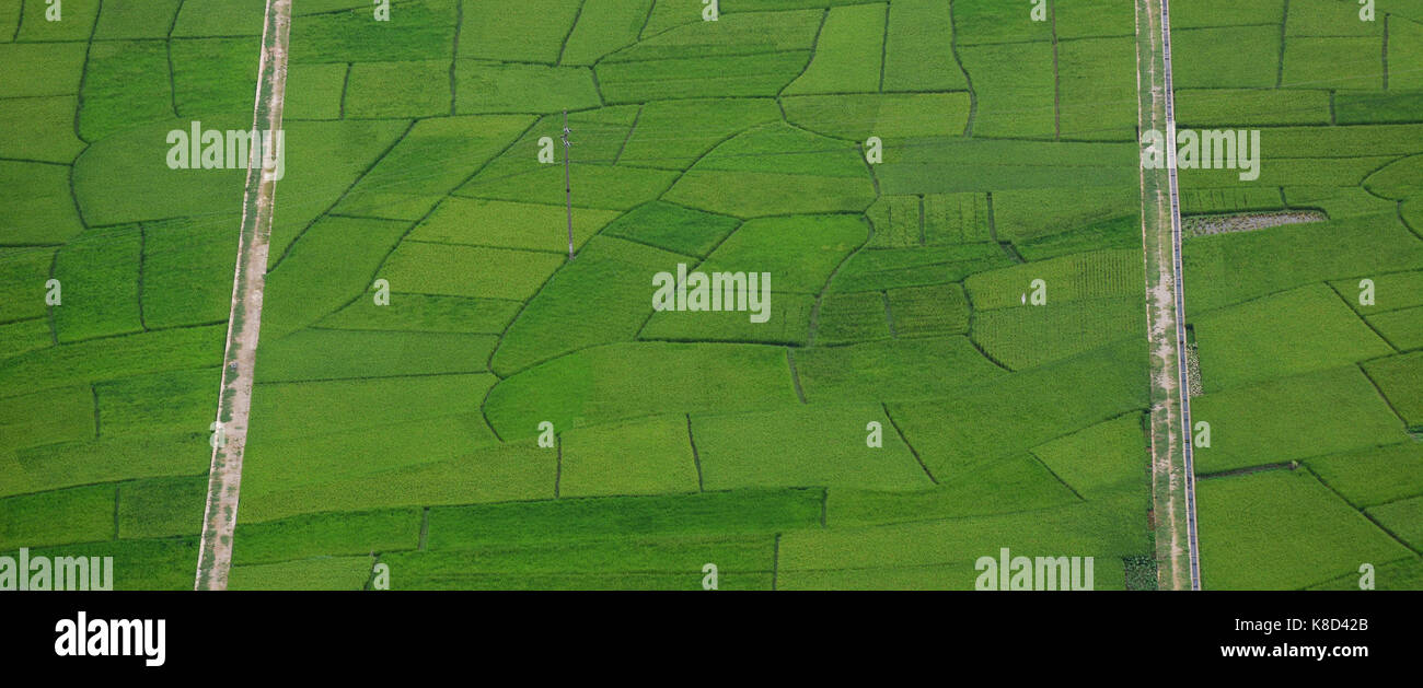 Aerial view of paddy rice field in Northern Vietnam. Rice production in ...