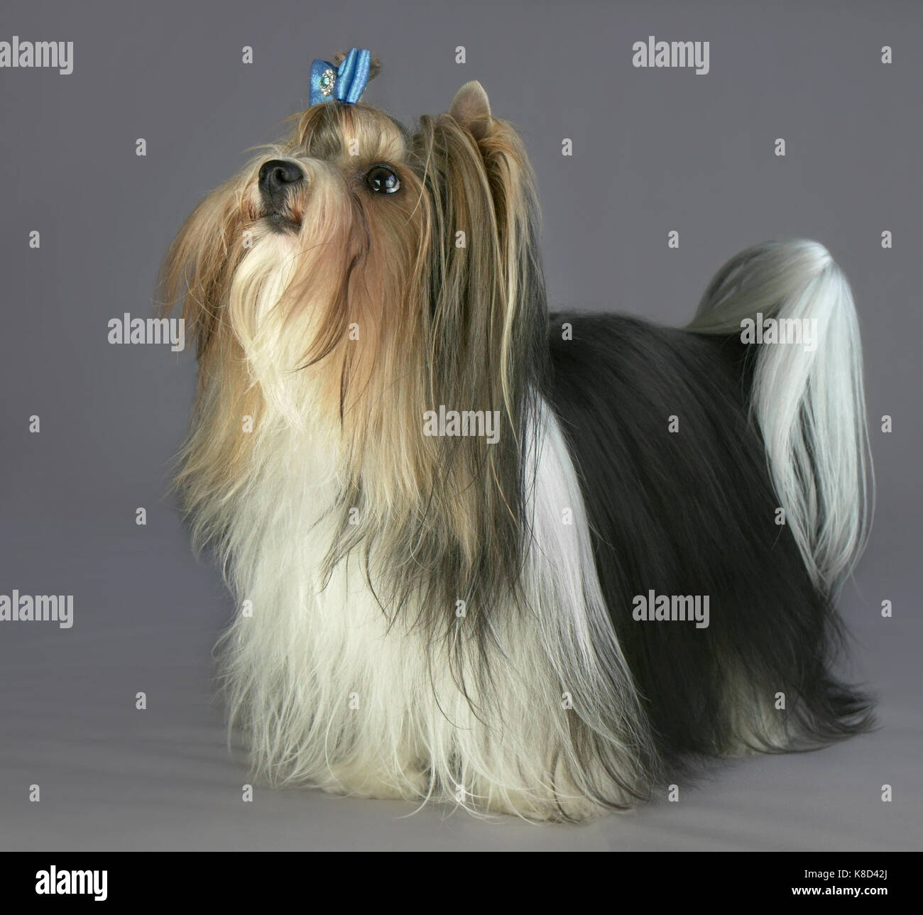 Beautiful male Beaver Yorkshire Terrier with bow Stock Photo - Alamy