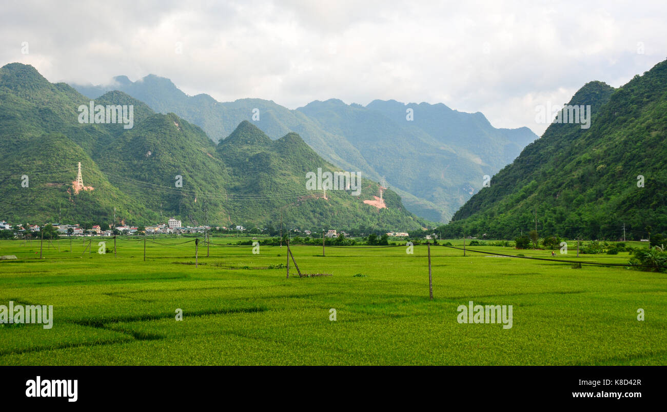 Paddy rice field in Mai Chau Township, Northern Vietnam. Rice ...